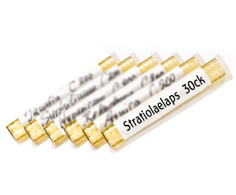 Stratiolaelaps scimitus (formerly Hypoaspis miles) – predatory mite ...